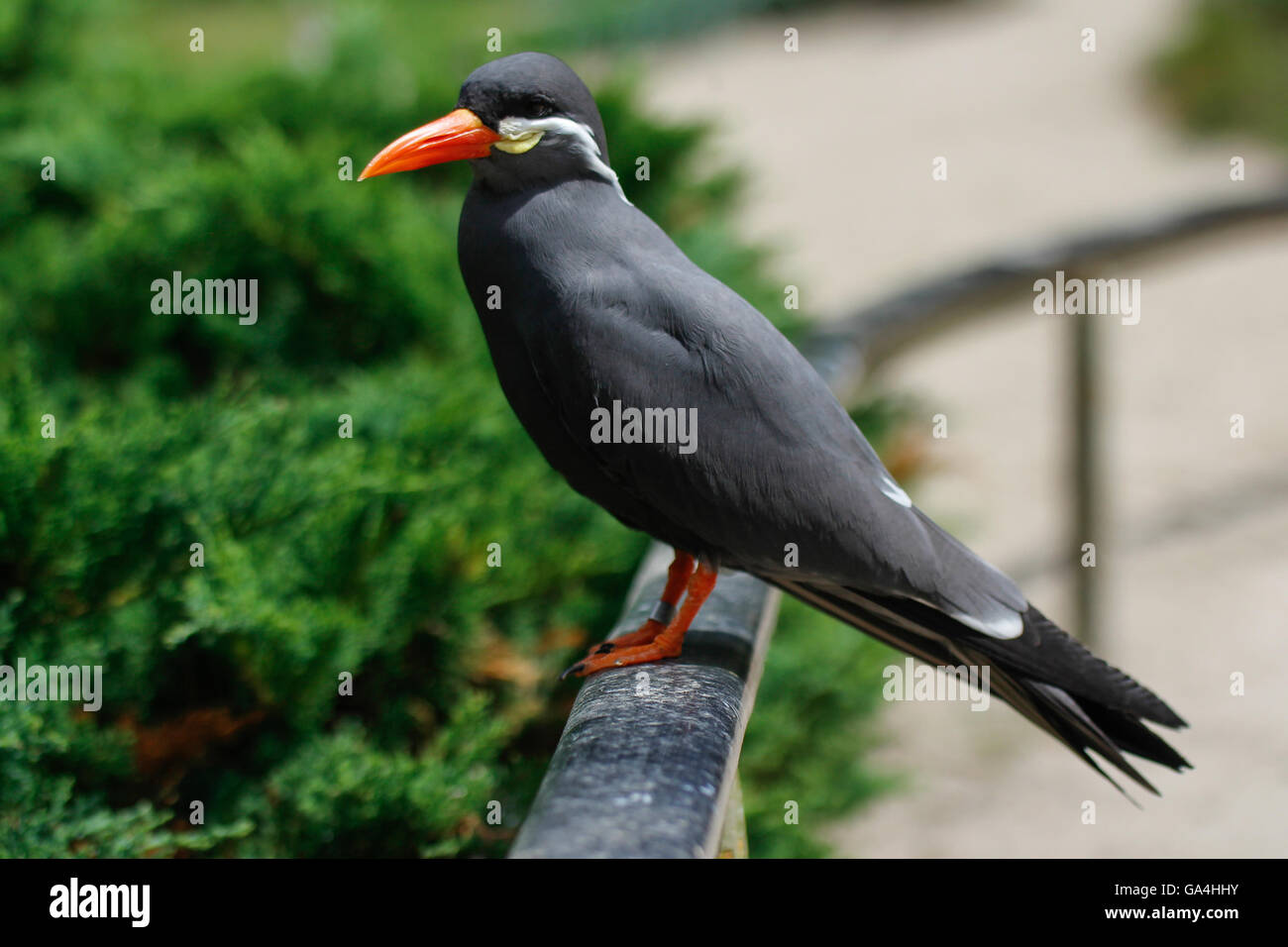 Inka bird hi-res stock photography and images - Alamy