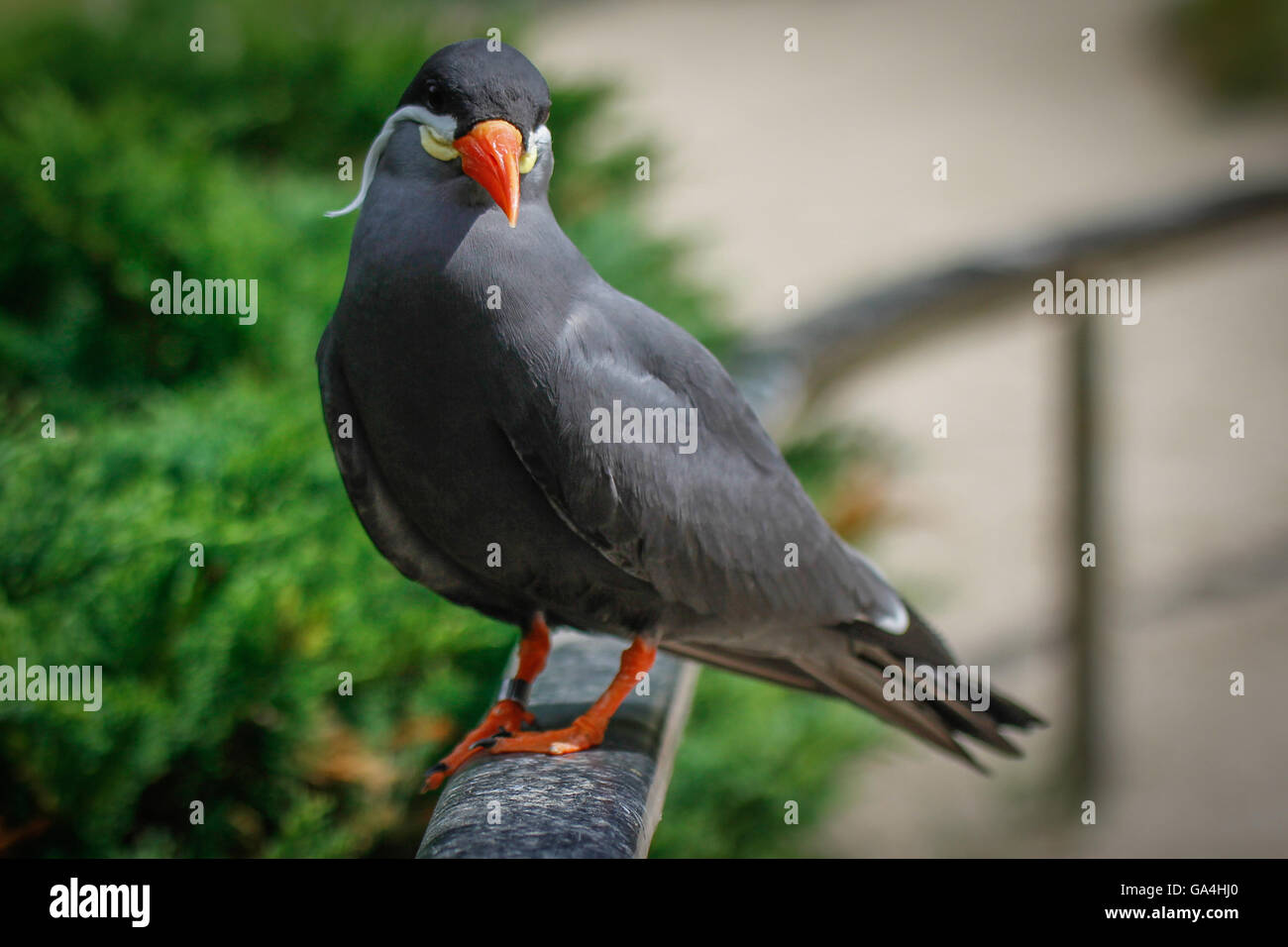 Inka Stock Photos & Inka Stock Images - Alamy