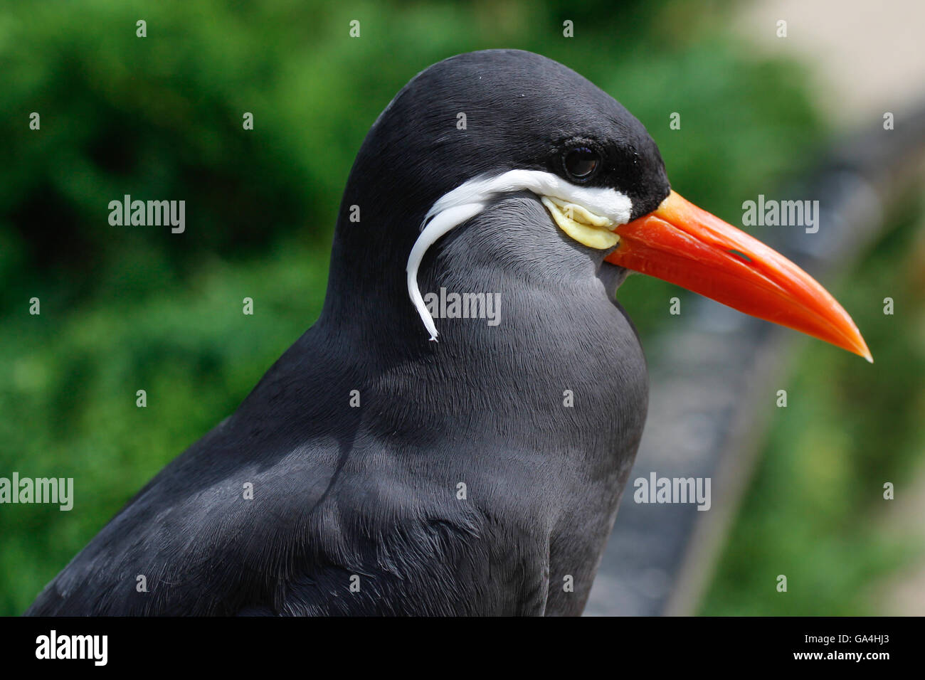 Inka Stock Photos & Inka Stock Images - Alamy