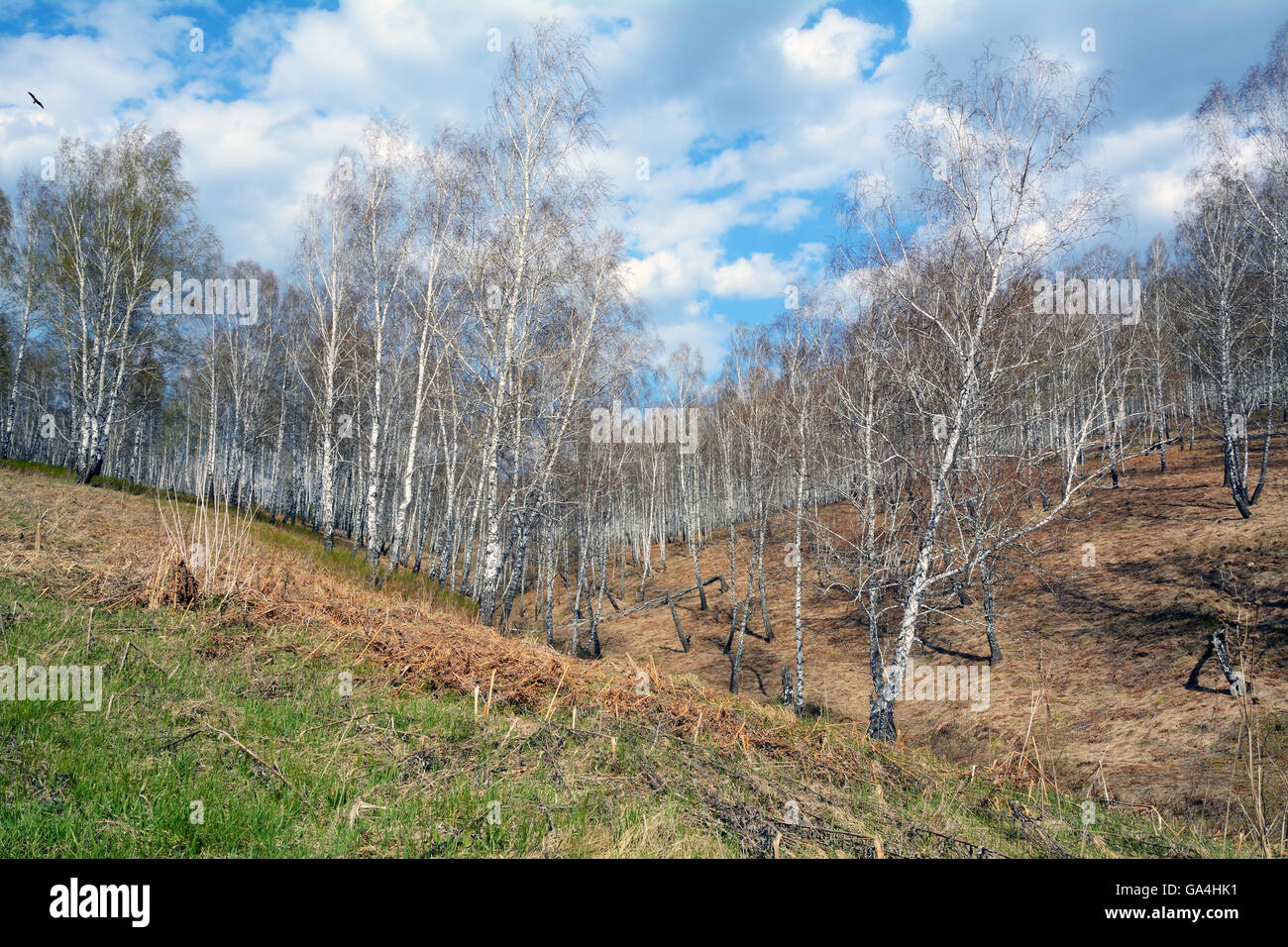 Siberian landscape, spring birch grove Stock Photo - Alamy