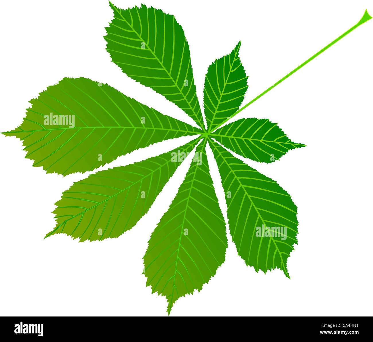 chestnut, buckeye ,(Aesculus hippocastanum) , vector, isolated buckeye ...