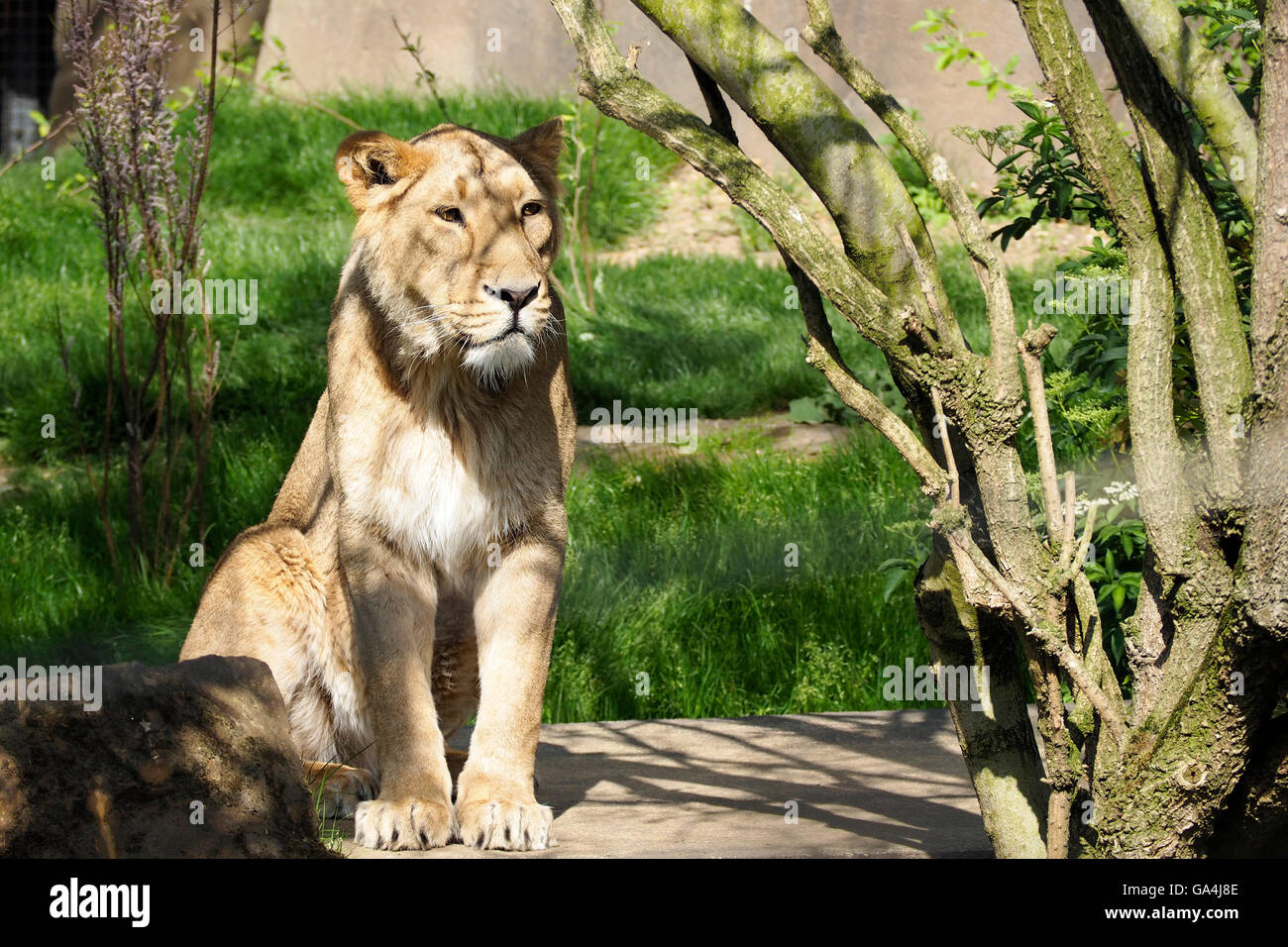Asiatic lioness hi-res stock photography and images - Alamy