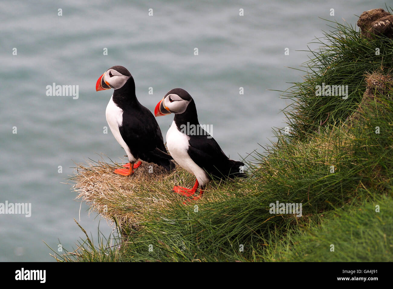 2 puffins hi-res stock photography and images - Alamy