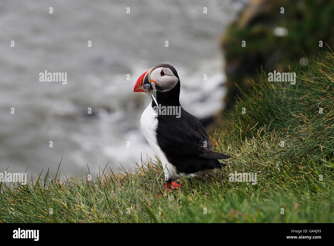 Puffin face hi-res stock photography and images - Alamy