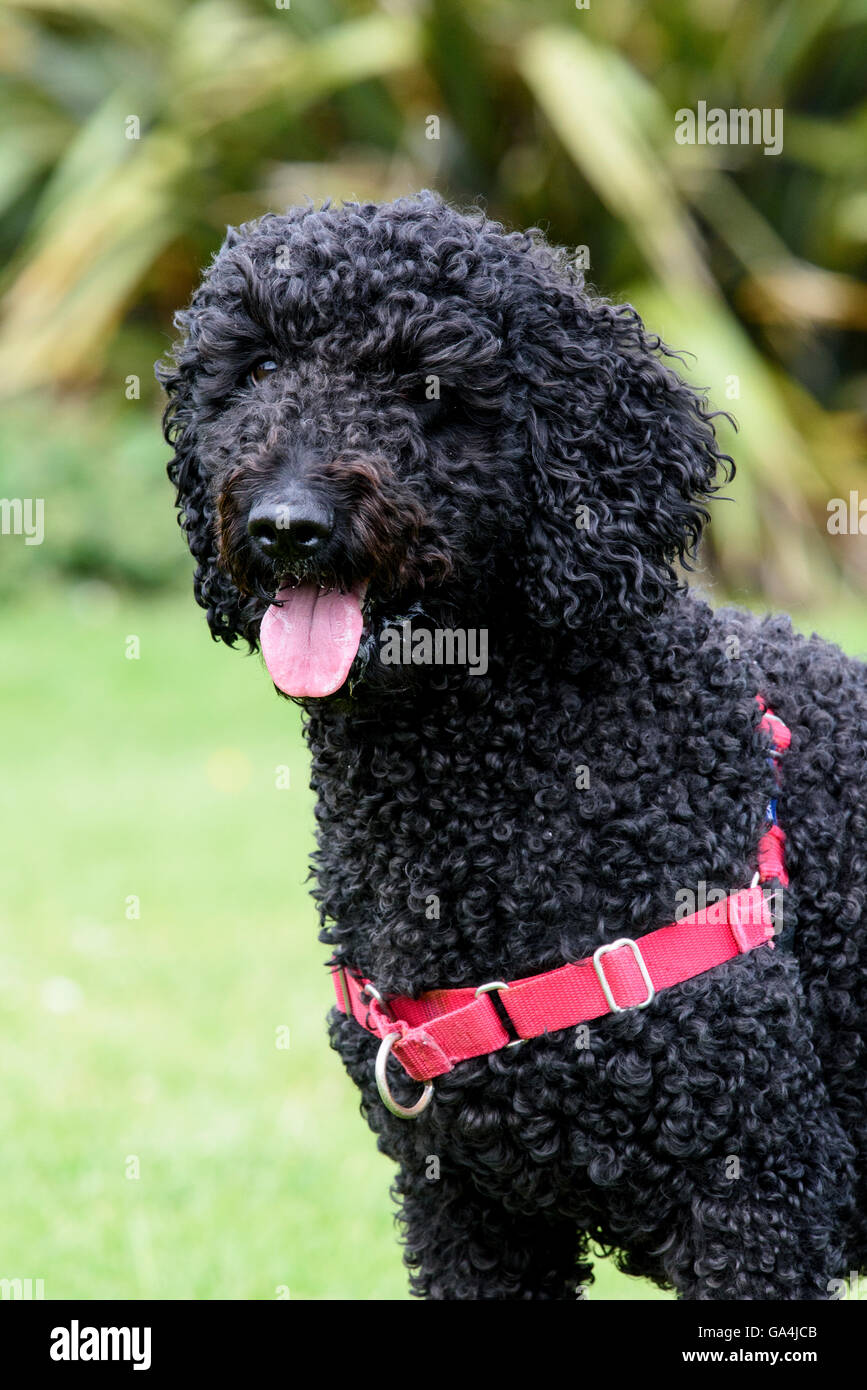 Black coloured Labradoodle wearing a red collar, panting Stock Photo ...