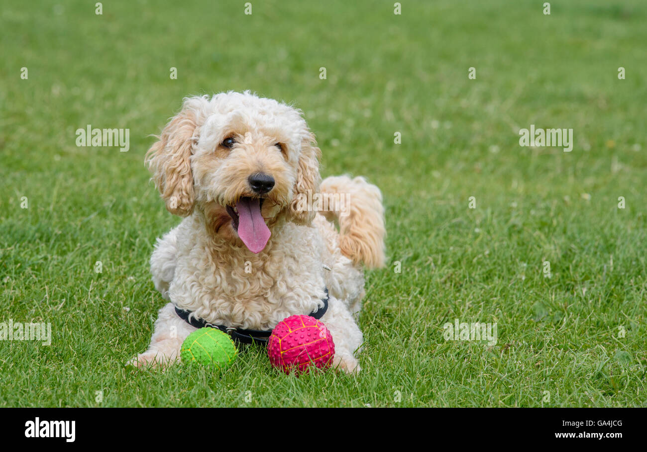 Apricot (beige) coloured Labradoodle lying on grass with pink and green ...