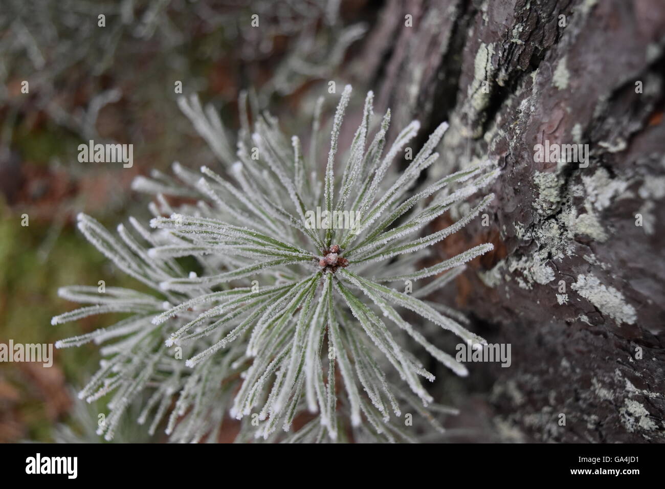 Frozen pine tree branch hi-res stock photography and images - Alamy