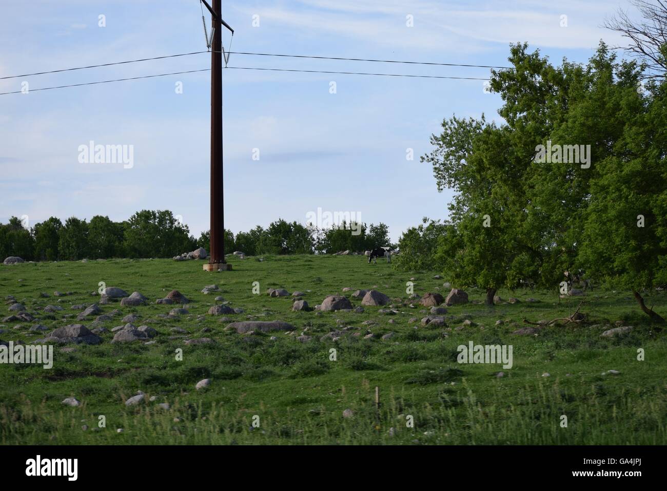 rocks and cows in a Wisconsin field Stock Photo - Alamy