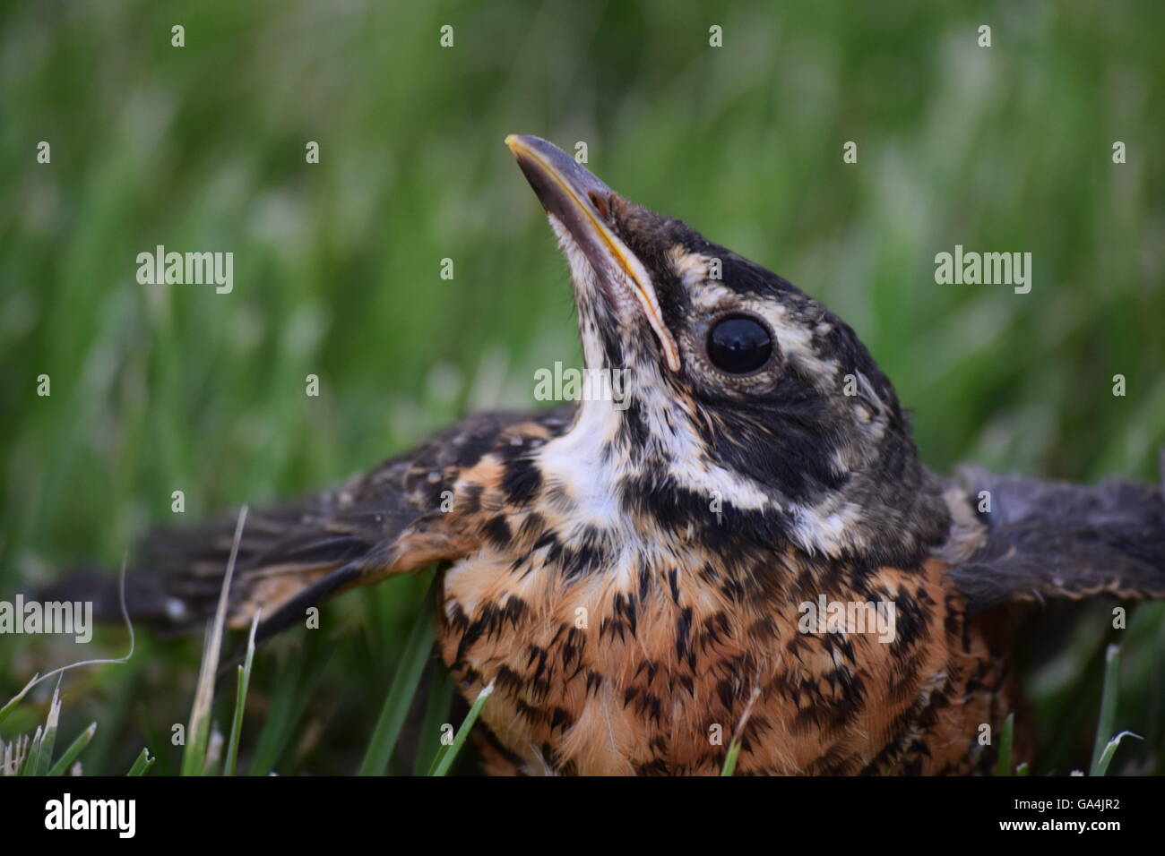 Close up of a bird in grass Stock Photo - Alamy