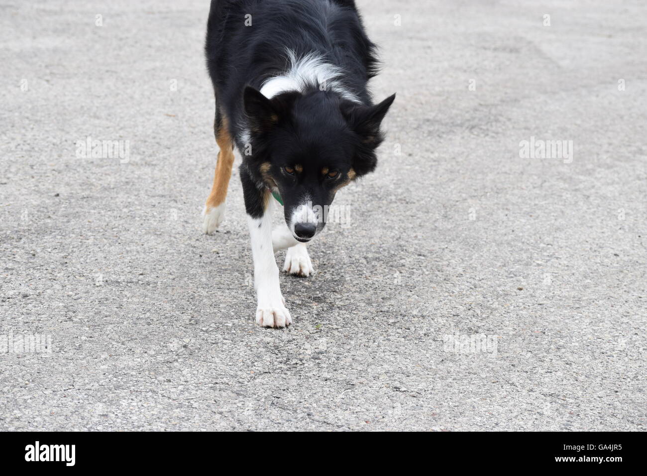 Dog on asphalt stalking prey Stock Photo - Alamy