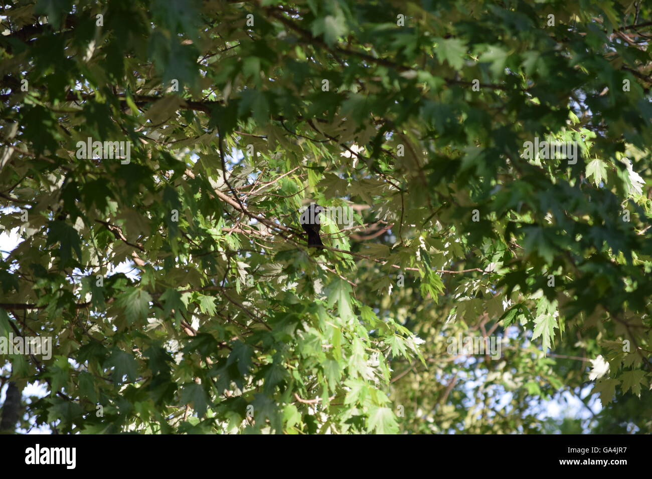 Black bird in a tree Stock Photo - Alamy