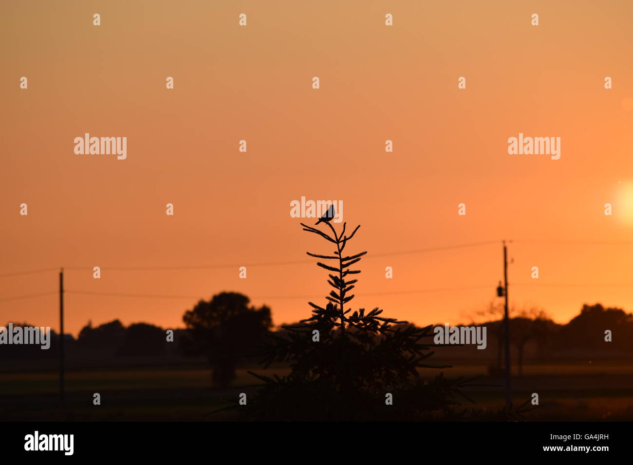 Bird in the tree hi-res stock photography and images - Alamy
