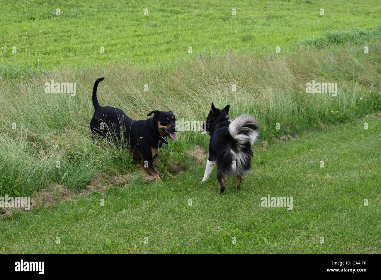 Playful animals hi-res stock photography and images - Alamy