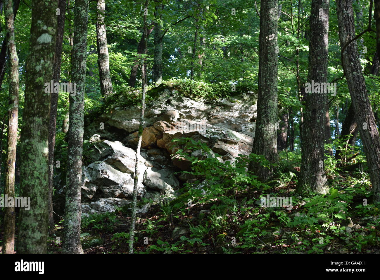 Light shines on a white rock in the woods Stock Photo - Alamy