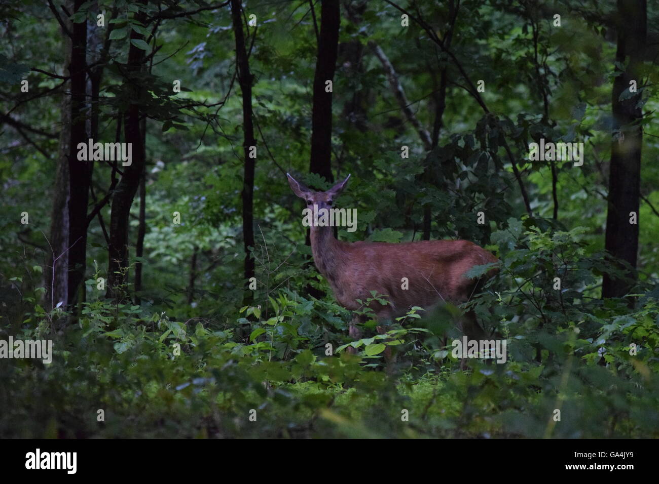 Deer looking at tree hi-res stock photography and images - Alamy