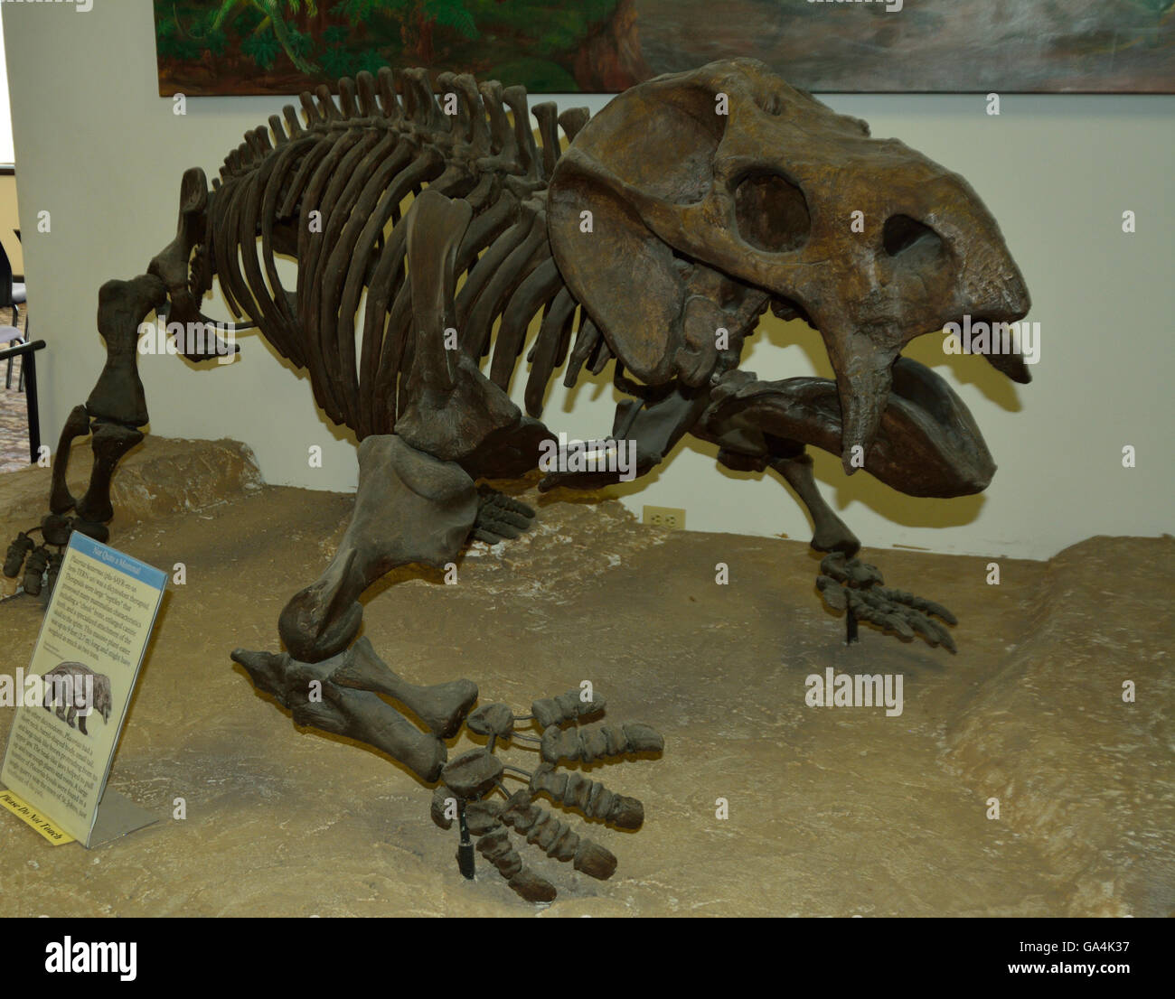 Rauisuchids hi-res stock photography and images - Alamy