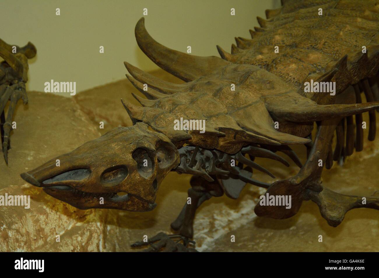 Placerias hi-res stock photography and images - Alamy