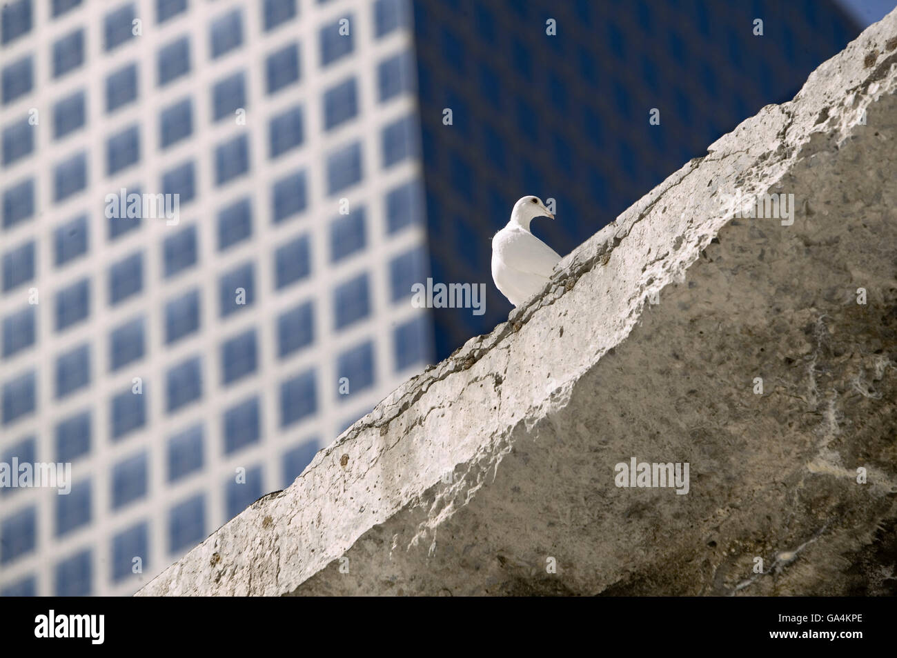 6 September 2005 - New York City, NY - White dove release at ceremony ...