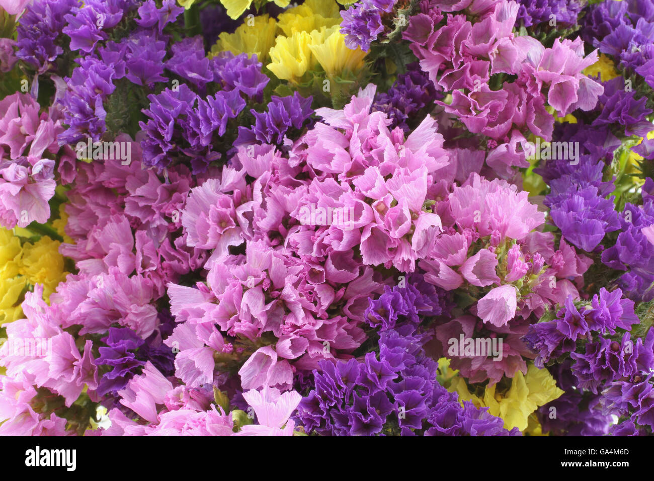 Pink, purple, yellow Statice Flowers - Limonium Background Stock Photo ...
