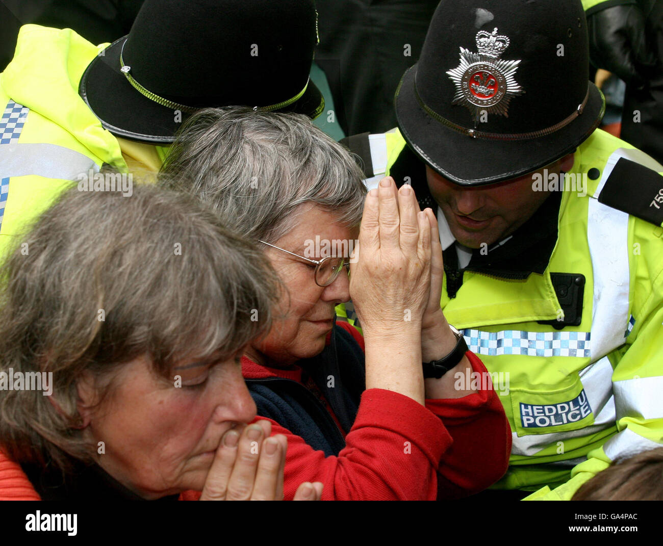 Shambo the bull Stock Photo - Alamy