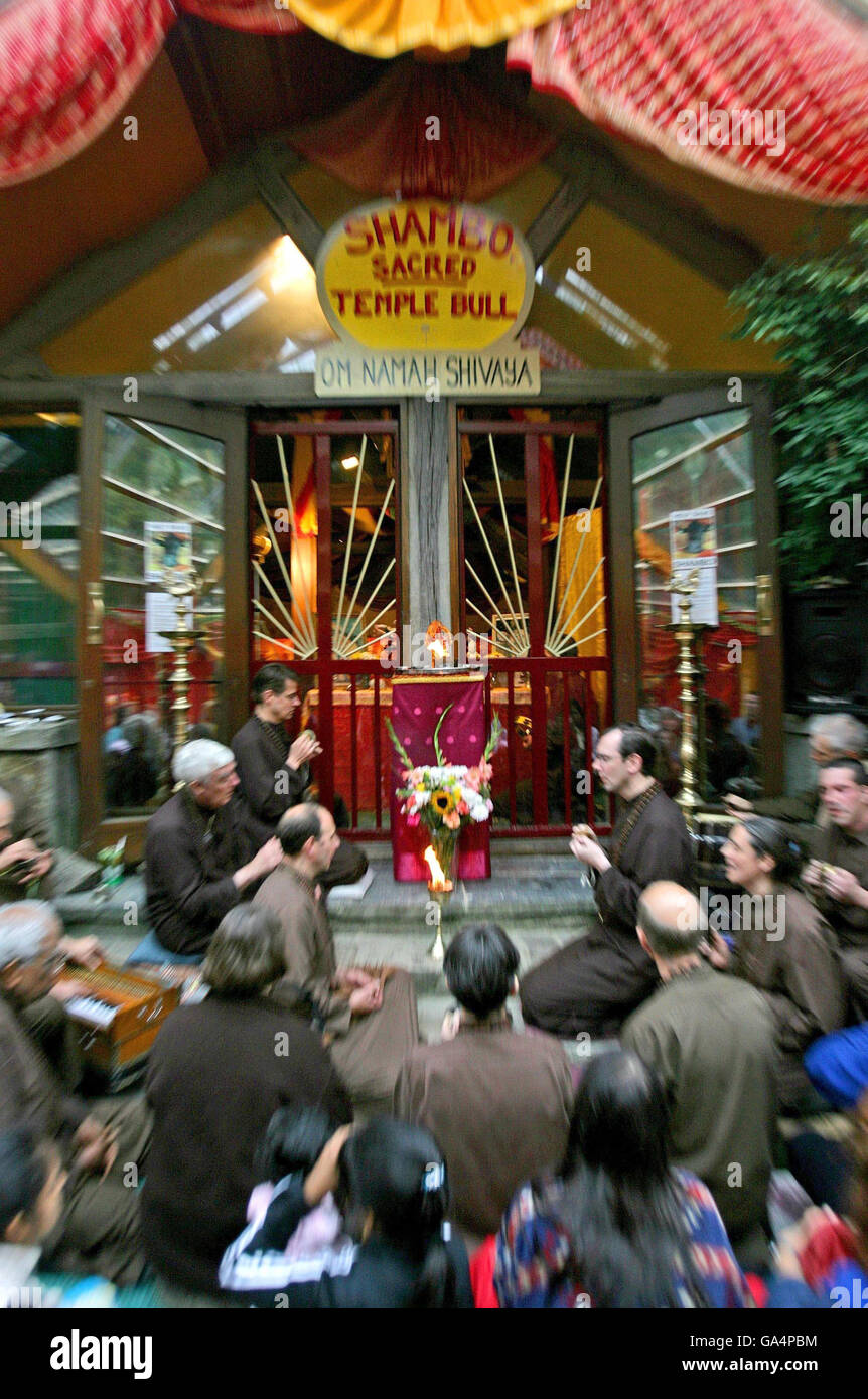 Shambo the bull Stock Photo - Alamy