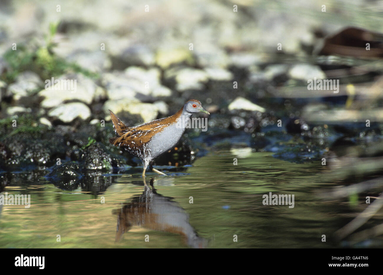 Baillon's Crake (Porzana pusilla) adult Tsiknias River Skal Kallonis ...