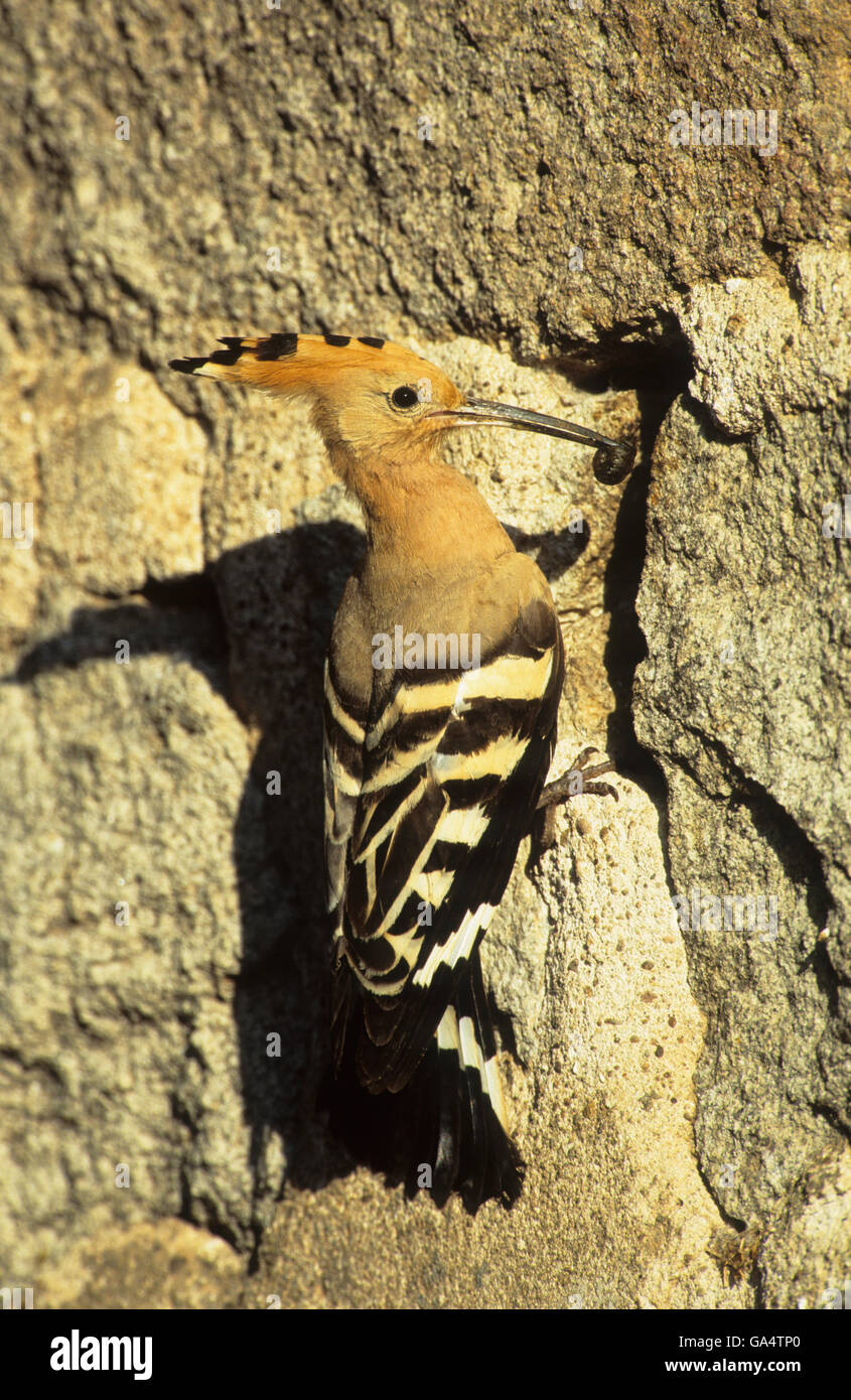 Hoopoe (Upupa epops) adult female feeding young at entrance to nest ...