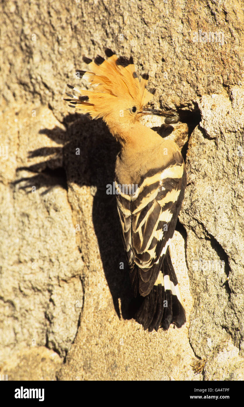 Hoopoe (Upupa epops) adult male feeding young at entrance to nest hole ...