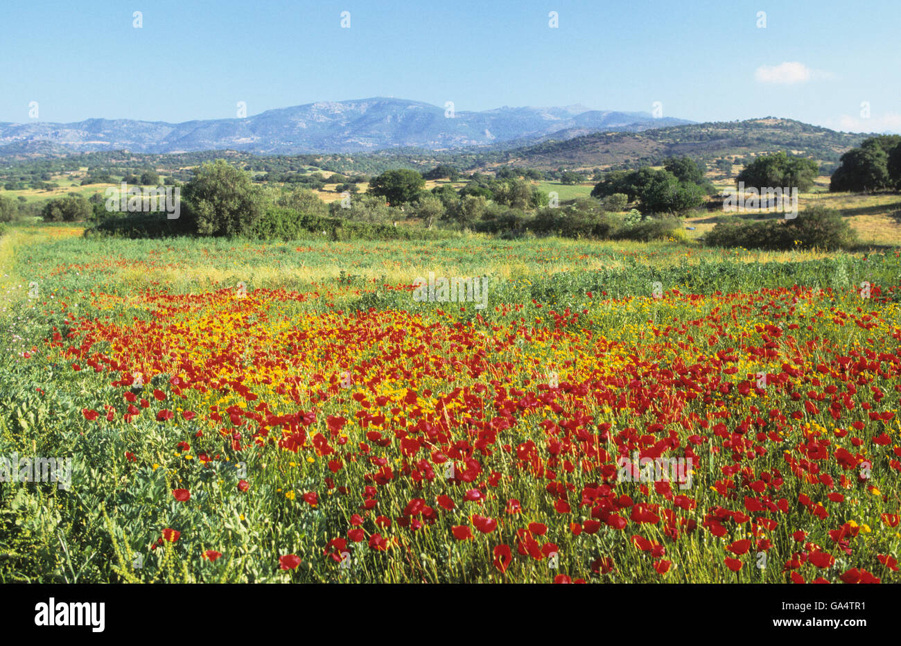 poppy field with wild flowers and Mount Lepetimnos in the background ...