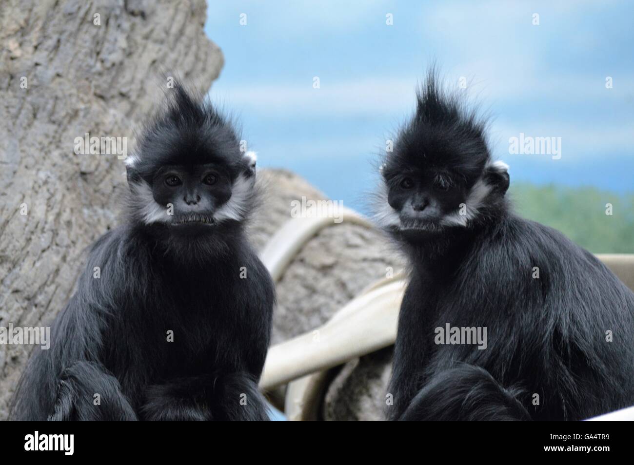 Francois Langur Monkey Stock Photo - Alamy