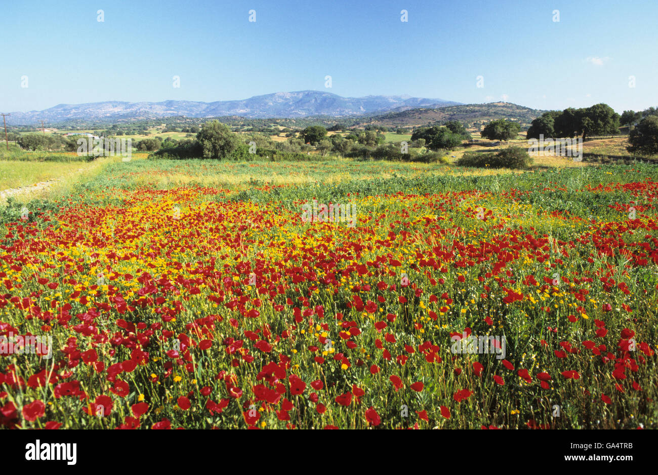 poppy field with wild flowers and Mount Lepetimnos in the background ...