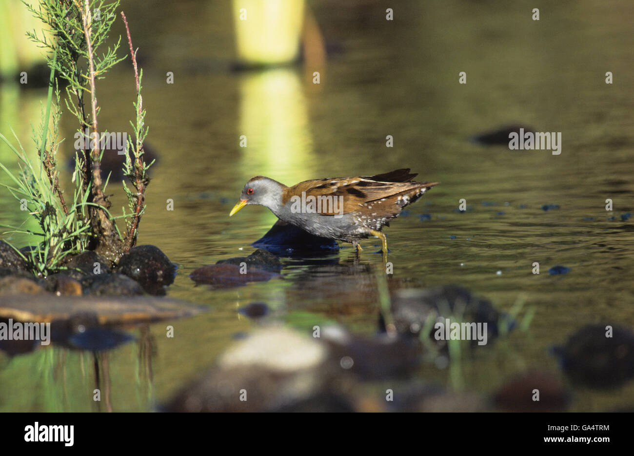 Little Crake (Porzana parva) adult male Tsiknias River Skala Kallonis ...