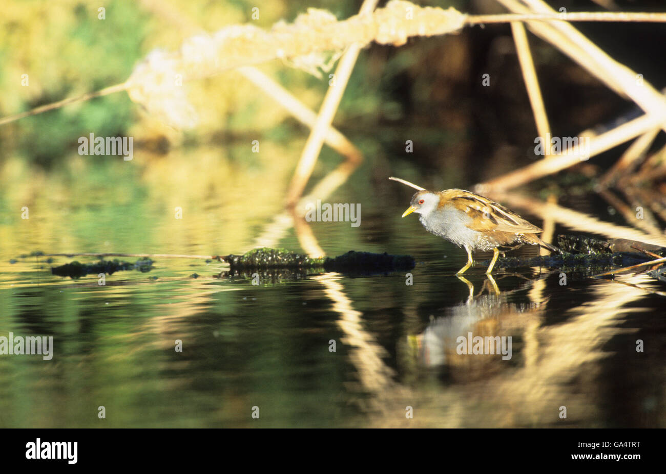 Little Crake (Porzana parva) adult male Tsiknias River Skala Kallonis ...