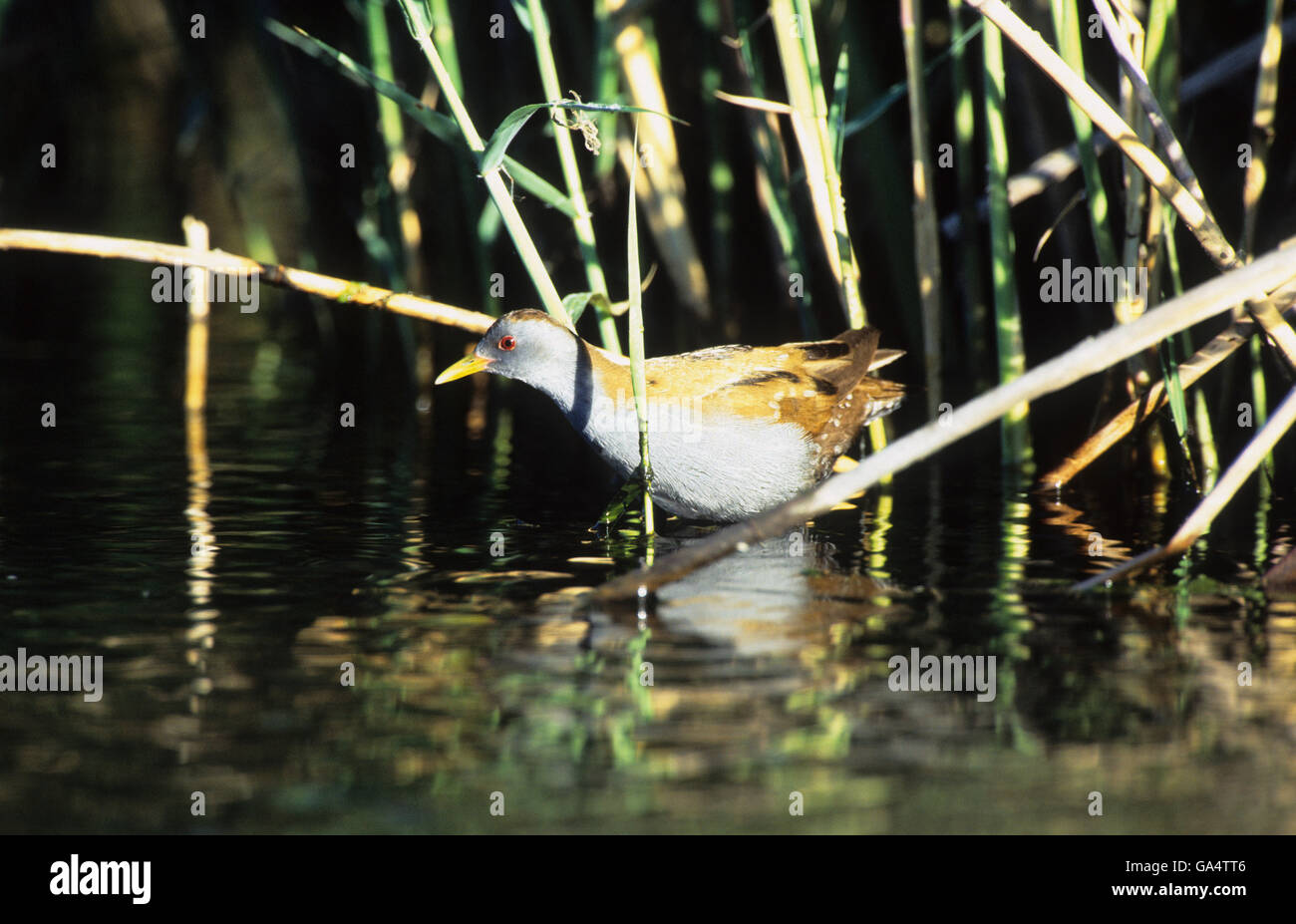 Little Crake (Porzana parva) adult male Tsiknias River Skala Kallonis ...