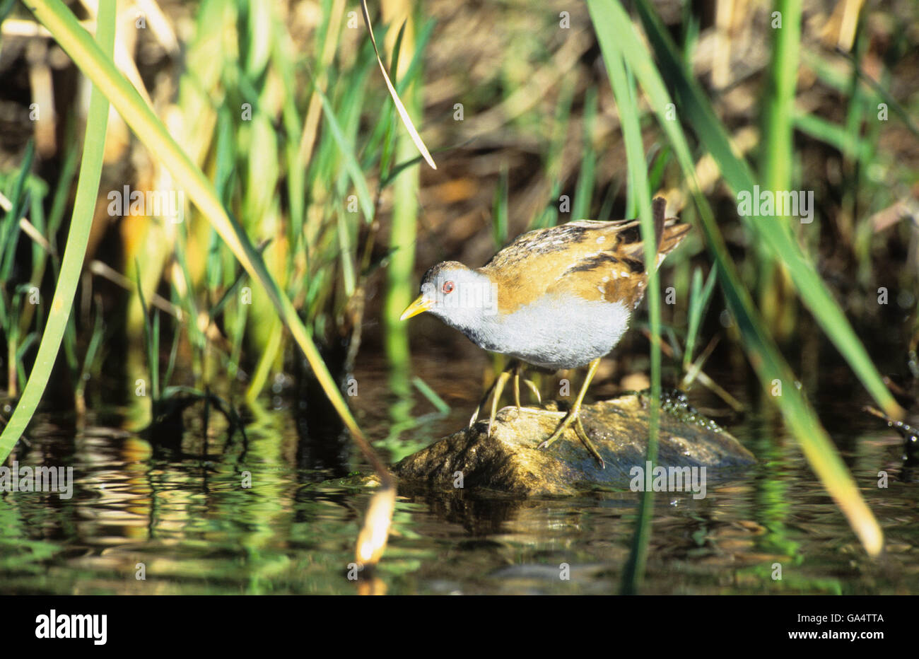 Little Crake (Porzana parva) adult male Tsiknias River Skala Kallonis ...