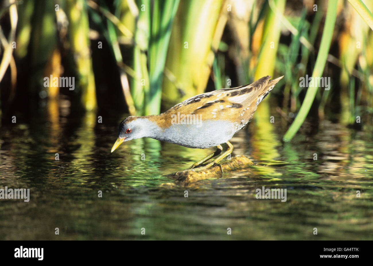 Little Crake (Porzana parva) adult male Tsiknias River Skala Kallonis ...
