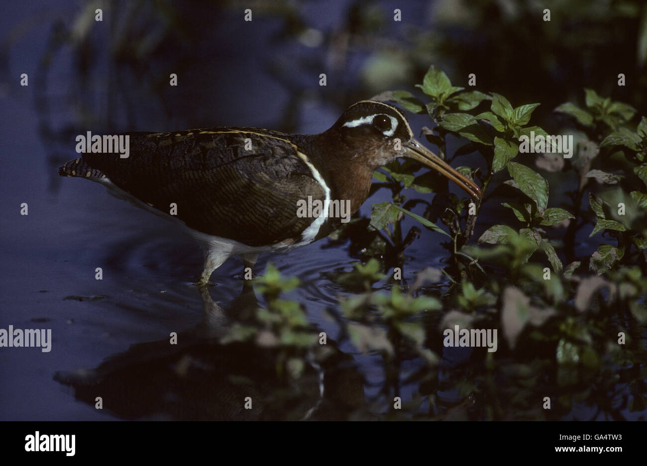 Greater Painted Snipe (Rostratula benghalensis) adult female The Gambia ...