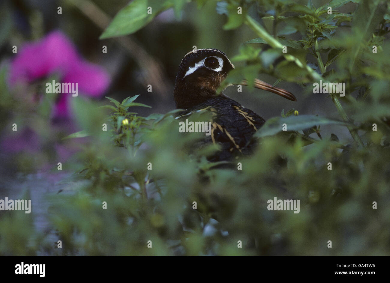Greater Painted Snipe (Rostratula benghalensis) adult female The Gambia ...