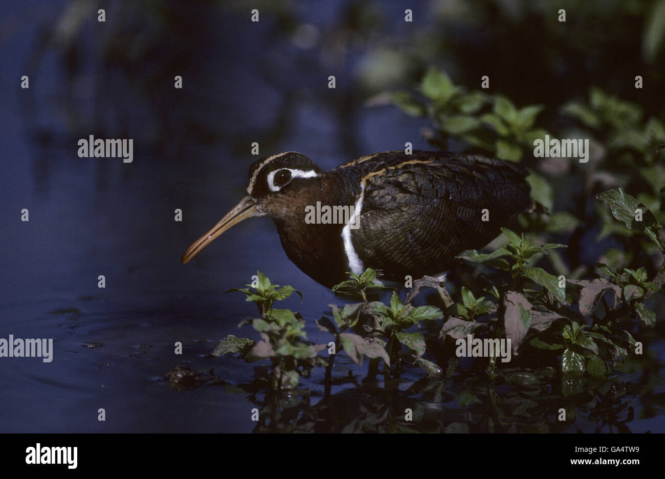 Greater Painted Snipe (Rostratula benghalensis) adult female The Gambia ...