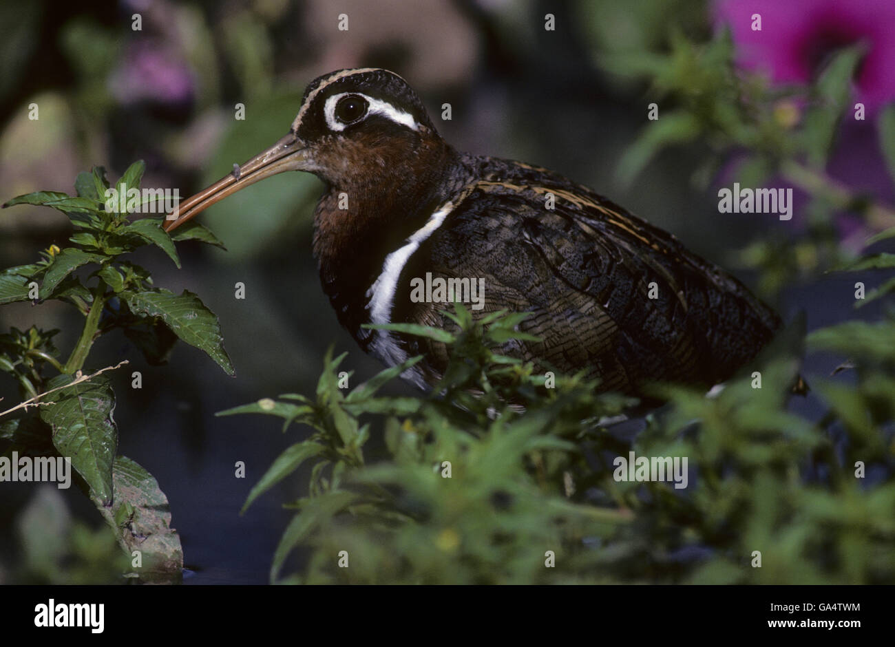 Greater Painted Snipe (Rostratula benghalensis) adult female The Gambia ...