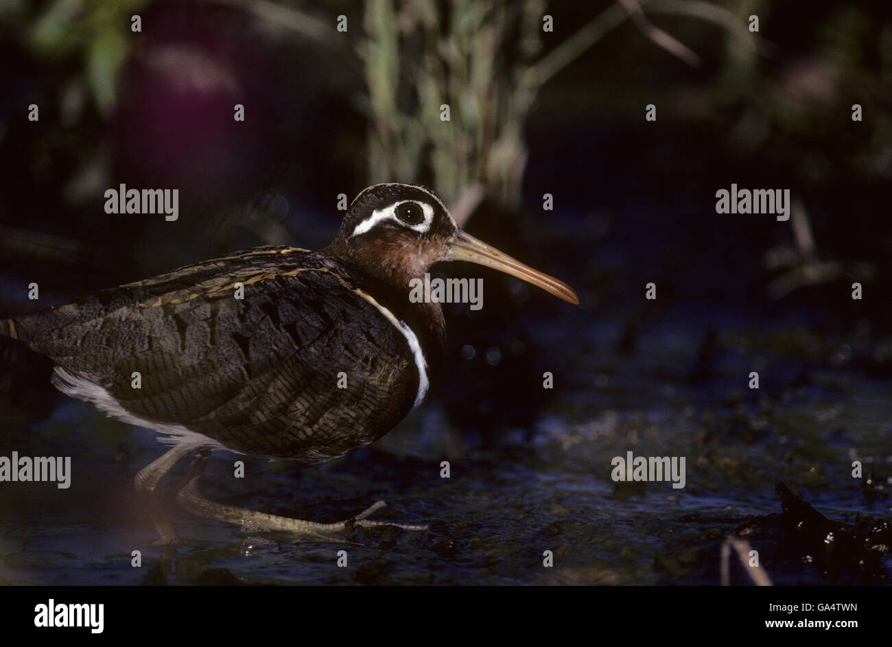 Greater Painted Snipe (Rostratula benghalensis) adult female The Gambia ...