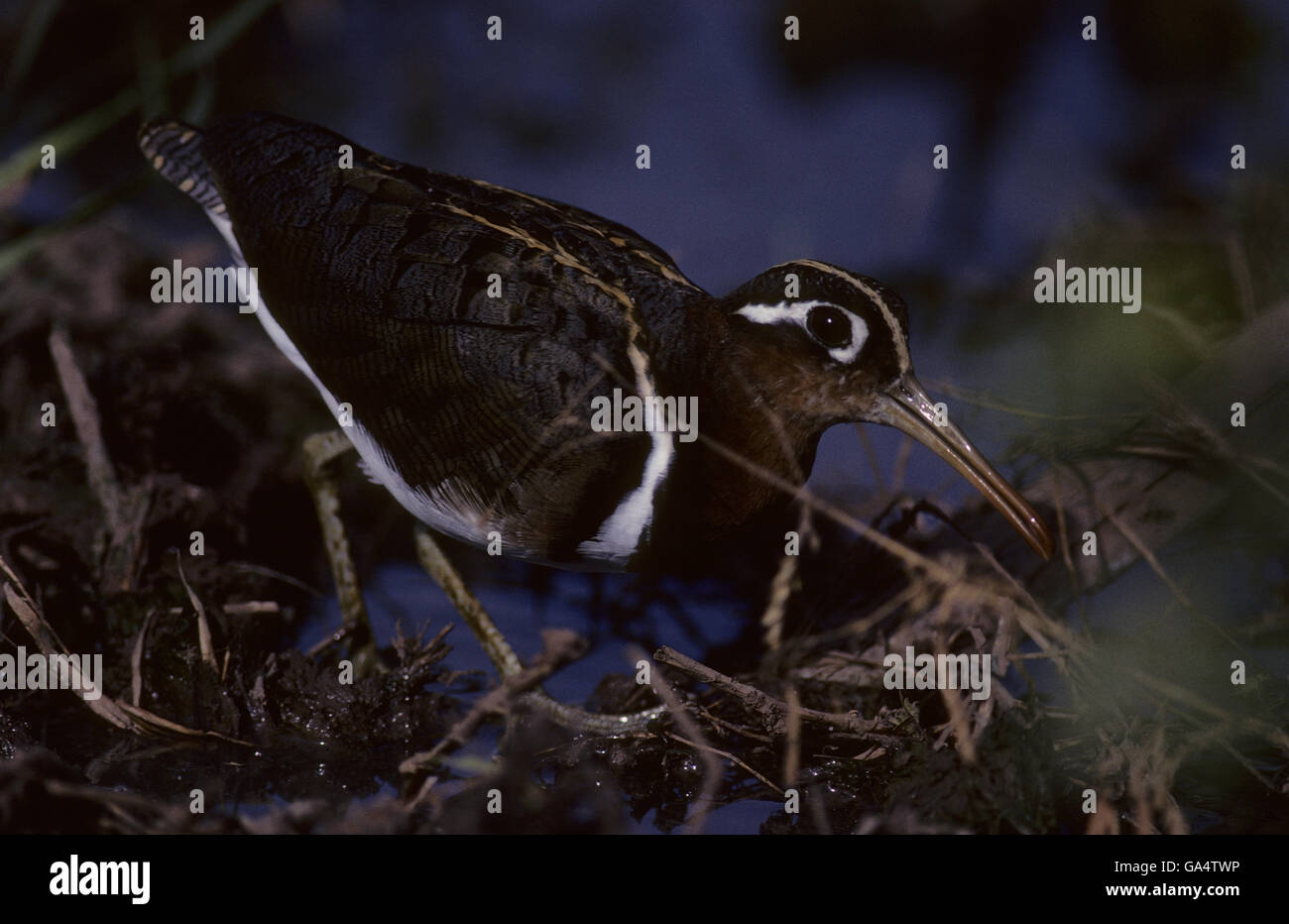 Greater Painted Snipe (Rostratula benghalensis) adult female The Gambia ...