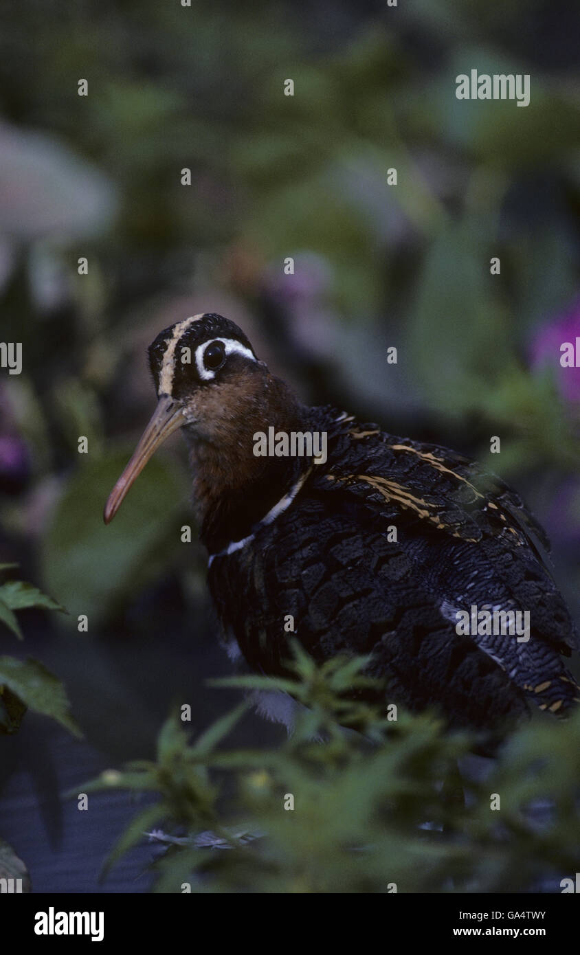 Greater Painted Snipe (Rostratula benghalensis) adult female The Gambia ...