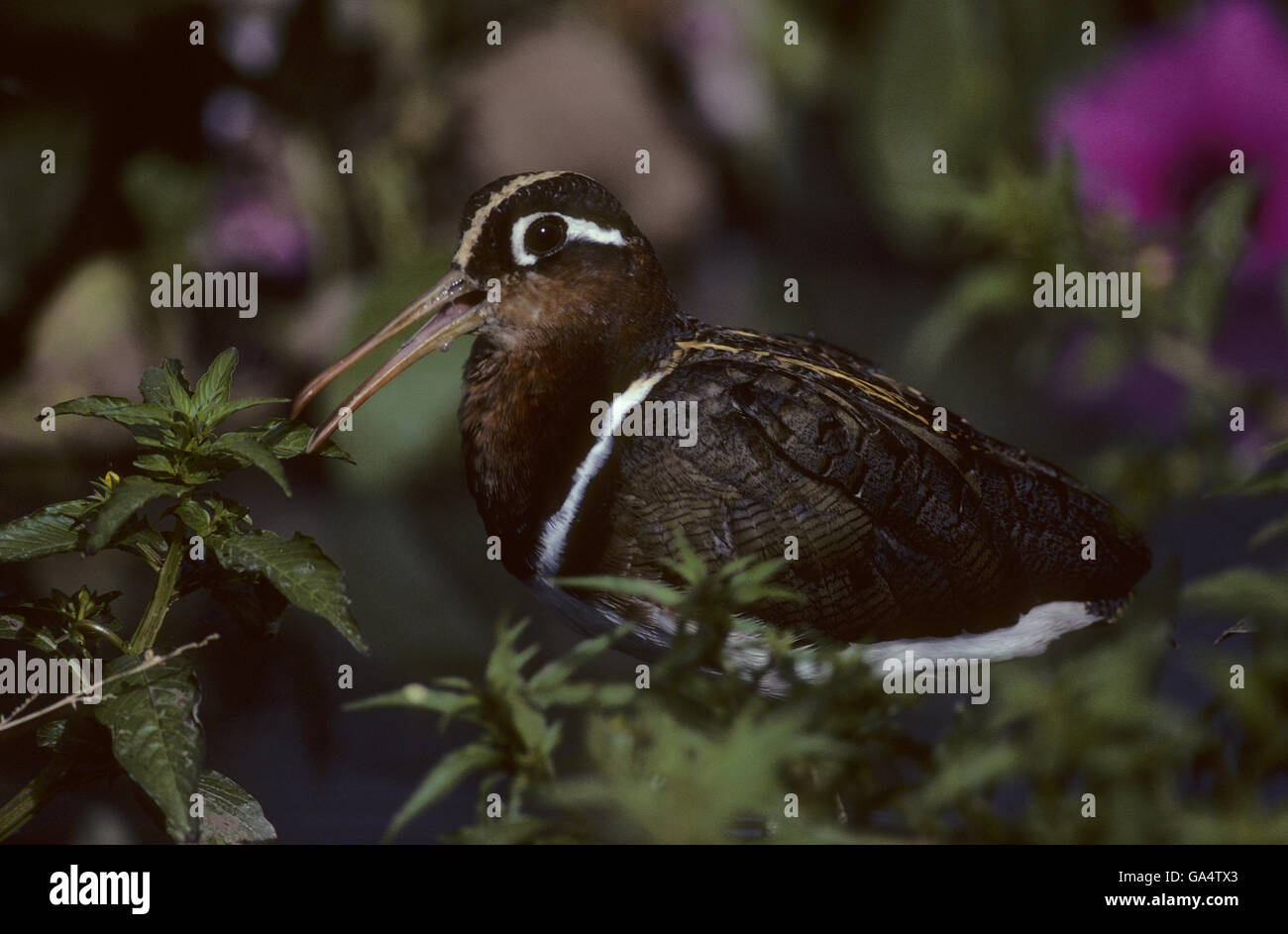 Greater Painted Snipe (Rostratula benghalensis) adult female calling ...