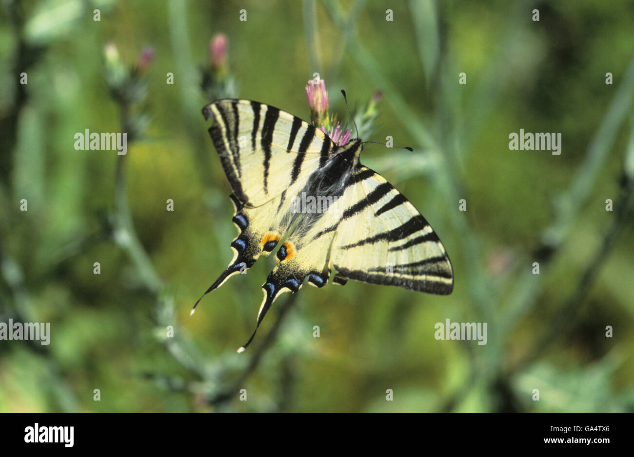 Scarce swallowtail butterfly hi-res stock photography and images - Alamy