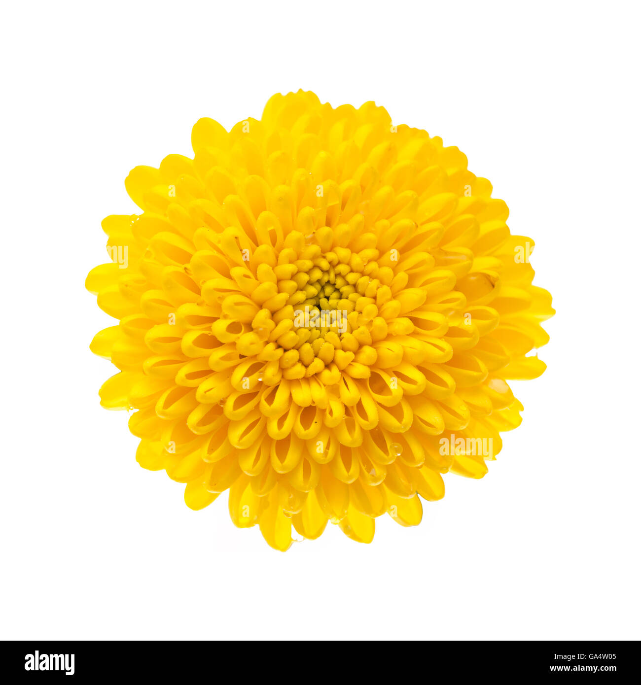 Spray Of Pompon Chrysanthemum