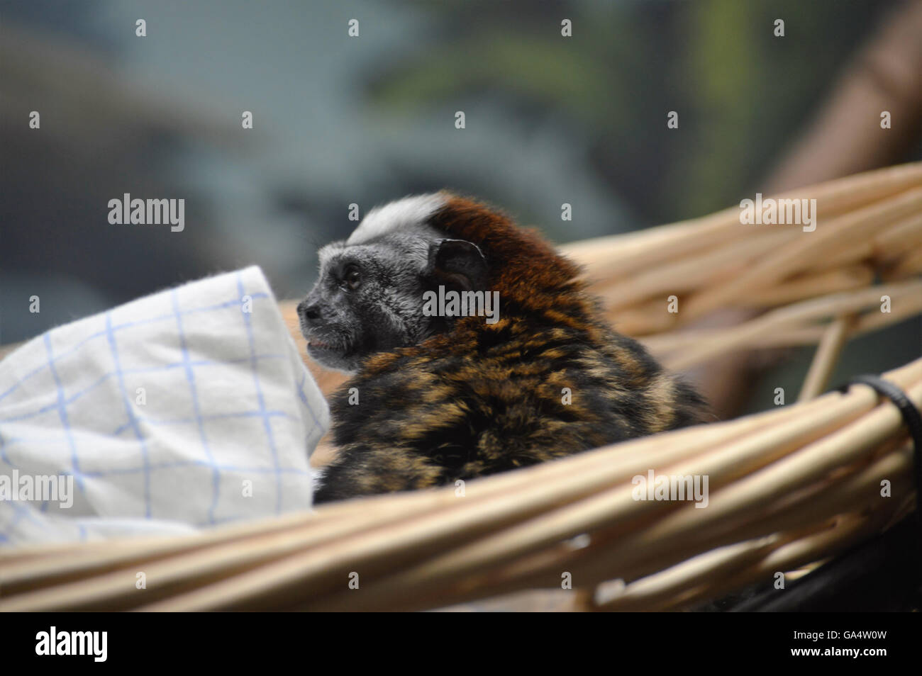 Emperor tamarin monkey hi-res stock photography and images - Alamy