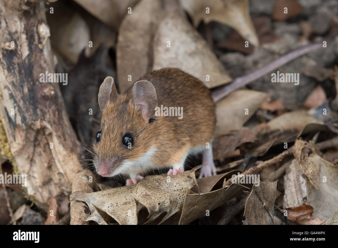 Apodemus sylvaticus hi-res stock photography and images - Alamy