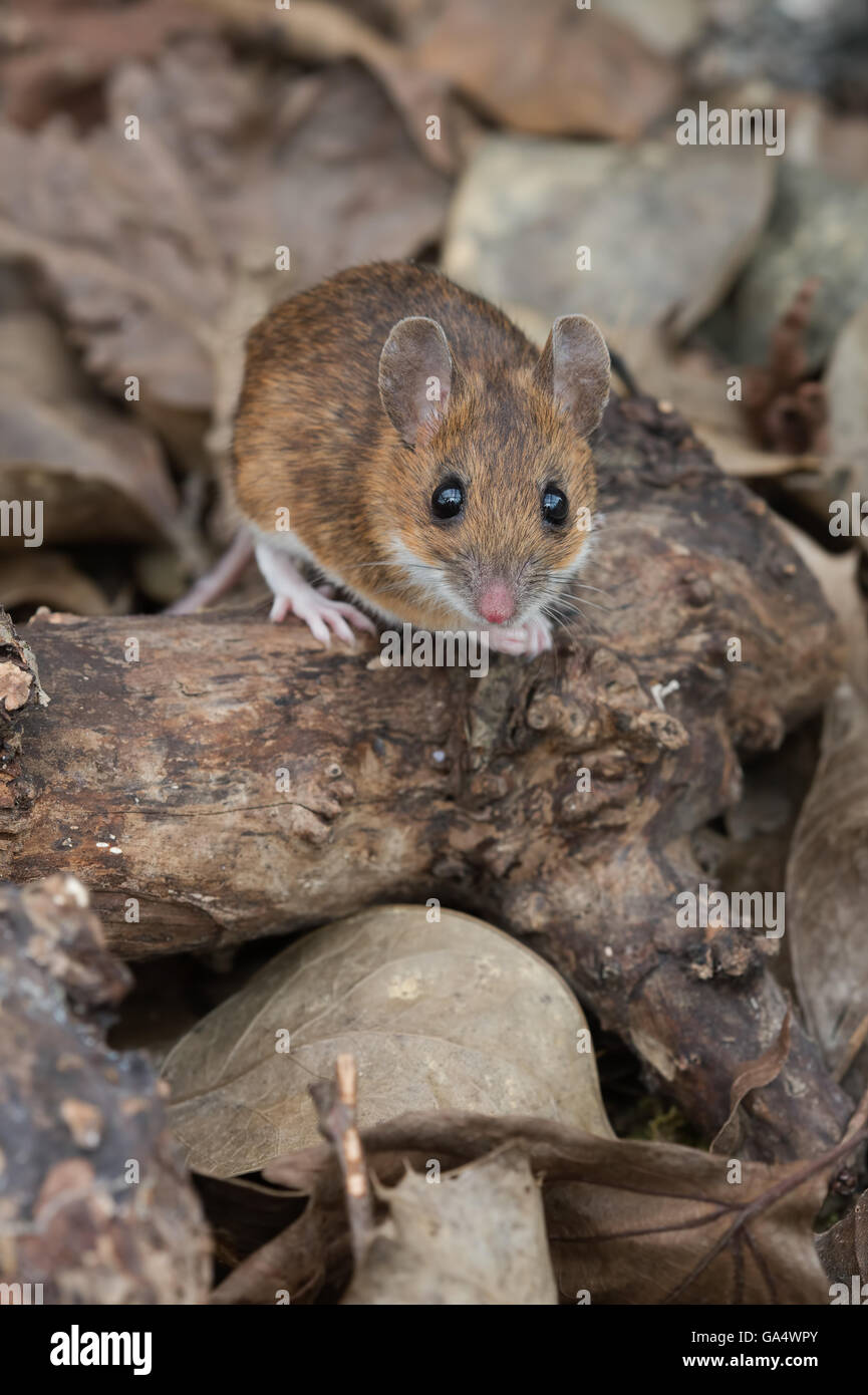 Yellow necked mouse hi-res stock photography and images - Alamy