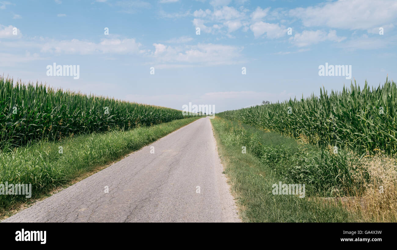 road through a corn field Stock Photo - Alamy